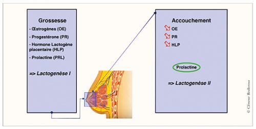 Relactation, lactation induite : quel accompagnement ? – Profession ...